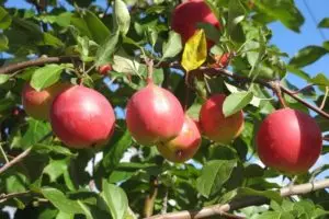 Descripción de los manzanos Vympel, sus ventajas y desventajas.