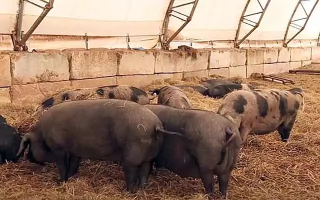 Baktériumok az alomhoz Pigsty