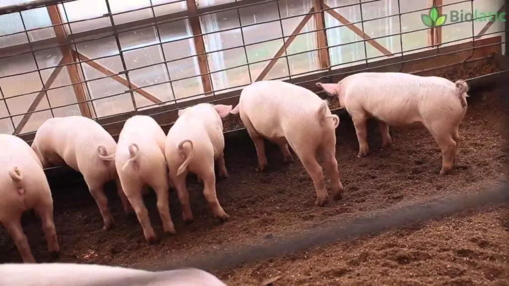 Pig රු මස් පැටවුන් සඳහා බැක්ටීරියා
