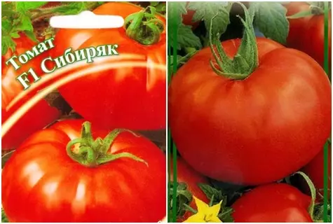 Tomato Siberia, Siberia a Mam Siberia: Nodweddion a disgrifiadau o fathau, cynnyrch gyda lluniau