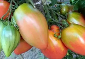 Характеристика та опис сорту томату Подсінское чудо (Ліана), його врожайність
