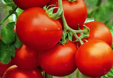 Tomata polusa malofta en la malferma grundo