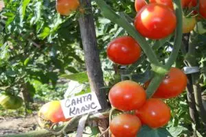 الطماطم سانتا كلوز، النمو والرعاية