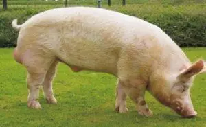 תיאור ומאפיינים של זן של חזירים יורקשייר, כללים לגידול ולטיפול
