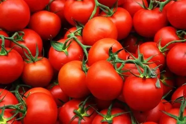 Los tomates son cosechados
