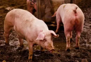 Signos da aparición de piollos en porcos e métodos de diagnóstico de hematopinosis, tratamento
