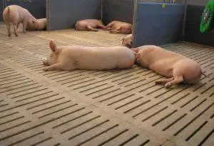 Những gì tốt hơn để tạo một sàn trượt cho một chuồng lợn và chính mình như thế nào