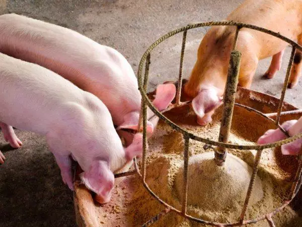 Sekat Feed pikeun babi