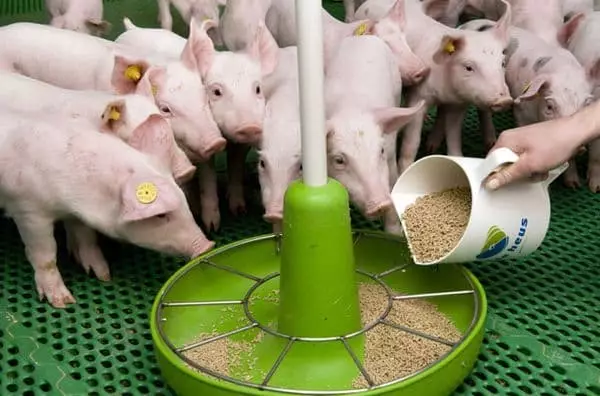 Feeding Pigs.