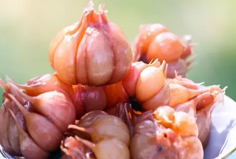 Penampilan bawang putih quashen