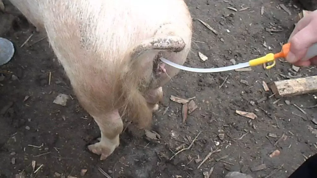 Inseminação artificial de porcos