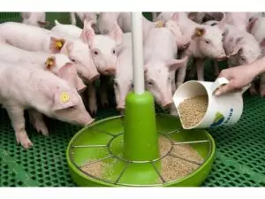 Sastav i uputstva za upotrebu BMWD-a za hranjenje svinja, kako to učiniti sami