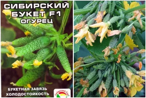 Mga Binhi sa Cucumber Siberian Bouquet F1