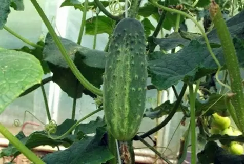 Grand Cucumbers Altai vroeg