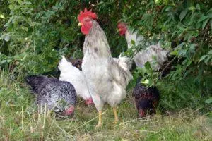 닭의 14 개의 아종의 특성이 지배적이고 그들의 내용