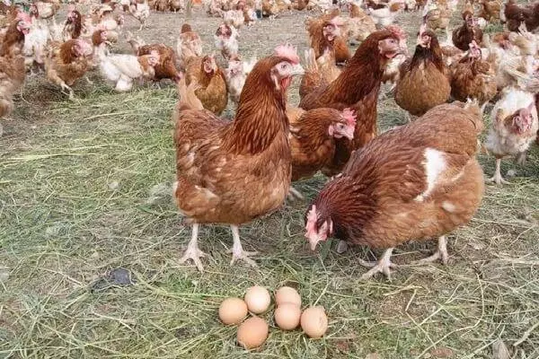 Kycklingar på gården