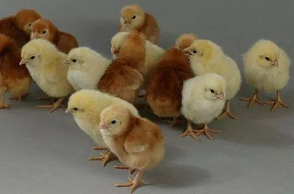 Kycklingar highsex brun