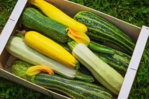Lista dos mellores graos de Zucchini para 2021 e como elixir, plusas e contras