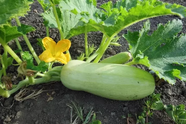 Stor zucchini i trädgården