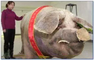 Колко големи прасета в света тежат, представители на книгата на рекордите на Гинес
