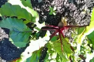 Why the beet is in color and in the arrow, what to do?