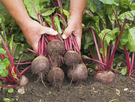 Woman collects yield beets
