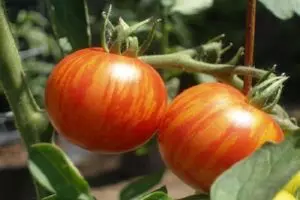 Description de la note de Tomate Tiger, sa caractéristique