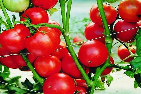 Variété de tomates
