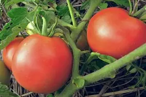 Description de la variété de tomates AMUR Dawn et ses caractéristiques