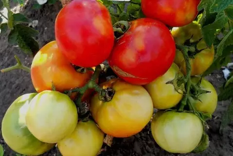 Jack de grueso de los arbustos de tomate
