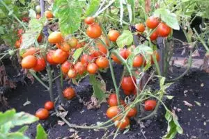 Descrição do tomate Camitz, cuidado e rendimento