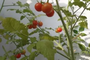 Tomate aktuelle Wuesse Knäppchen, seng Charakteristiken a Beschreiwung