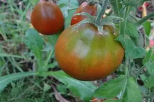 Katerangan tomat nanas madu hideung sareng ngembang