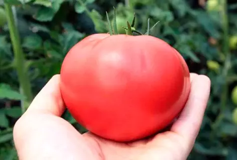 Əlindəki pomidor çəhrayı cənnət