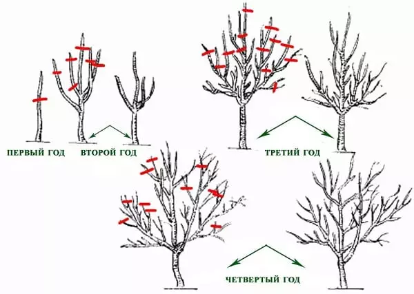 Trimirea mărului