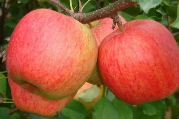 Apple ağacı Ligol.