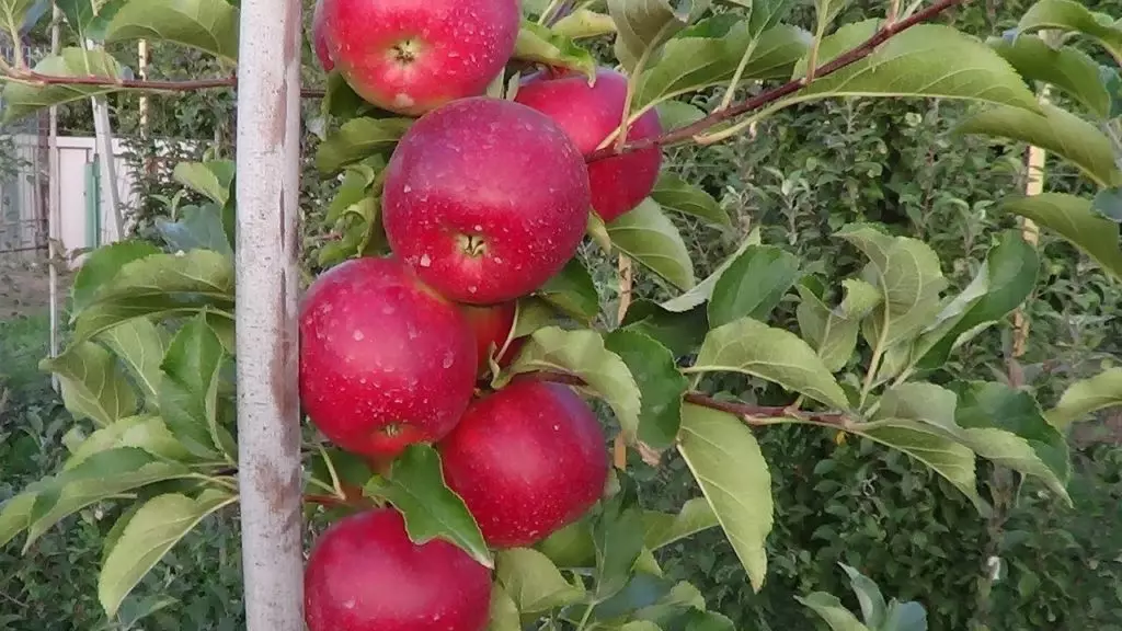 Ligol tas-siġar tat-tuffieħ.