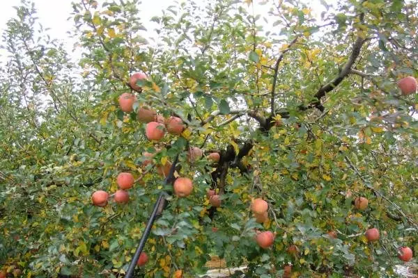 Apple daraxti Ligaol.