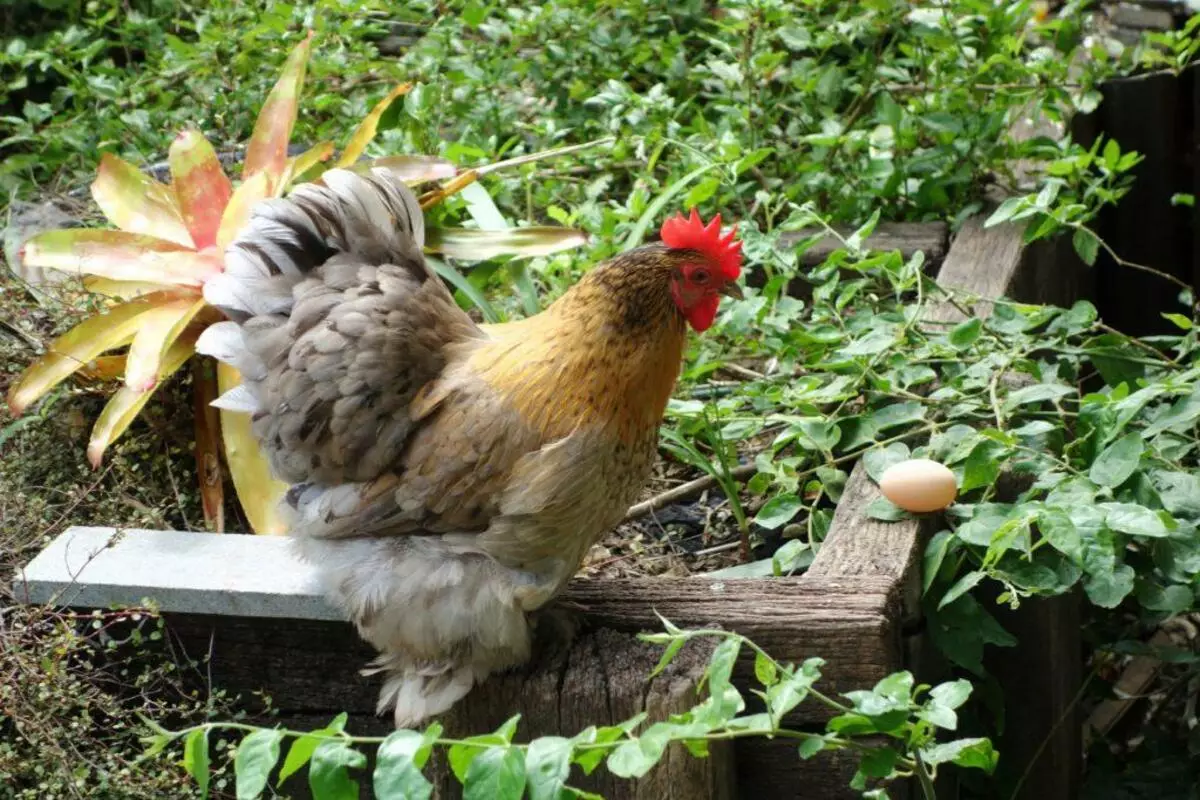 NOCIERS DANS LE JARDIN