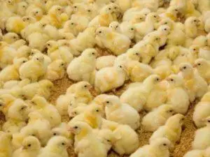 Mga patakaran sa pangangalaga para sa mga pang-araw-araw na manok at ang kanilang nilalaman mula sa mga unang araw