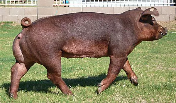 Breed Dorok Piggy