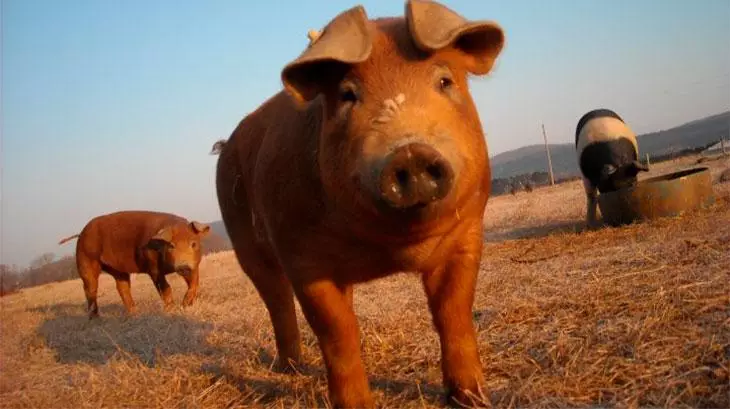 Dräi Pigs