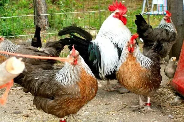 Пилешко кокошарник со птици