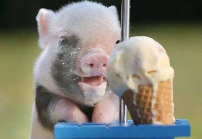 Piggy na ice cream.