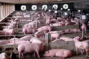 Systemy i metody utrzymania świń w domu dla początkujących
