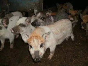 Descrición e características dos porcos de raza Karmala, cultivo e reprodución