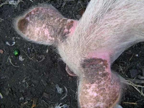 Scabies in Pigs.