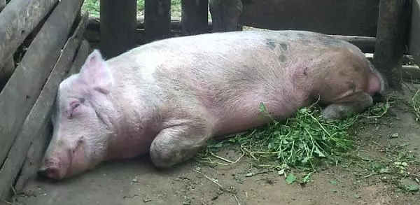 O porco non se levanta