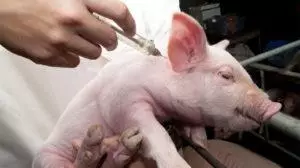 Како самостално ставити корен свиње и шта ће бити потребне, могуће грешке