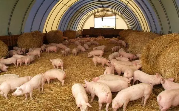 Одгледување свињи